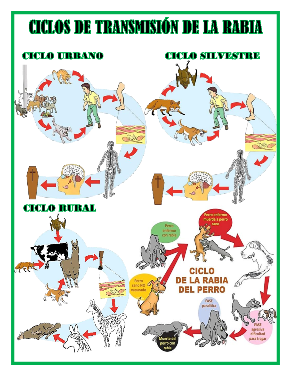 Ciclos de Transmisión de la Rabia: Urbano, Silvestre y Rural - Studocu