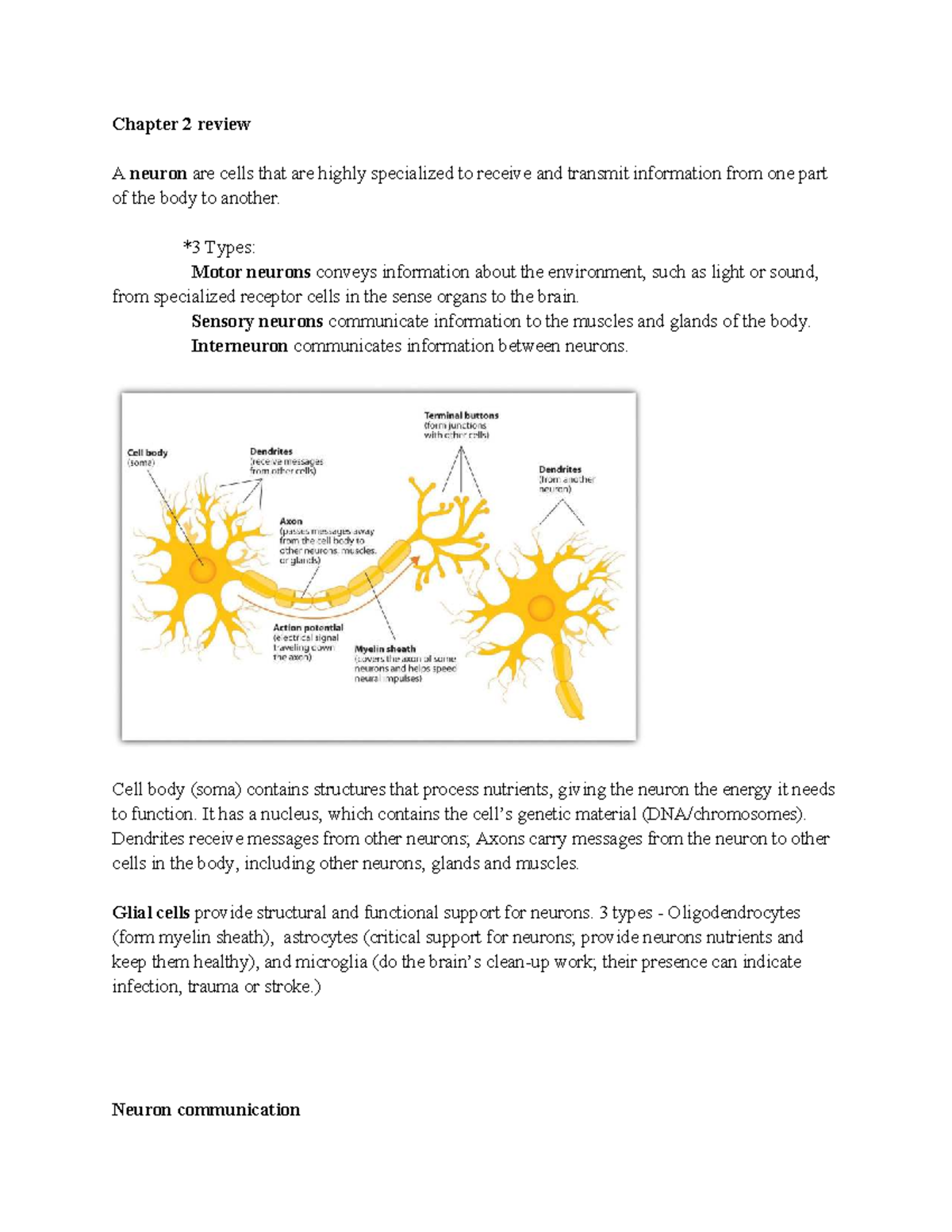 Exam 2 Study Guide: Neurons, Sleep, Dreams, and Learning Concepts - Studocu
