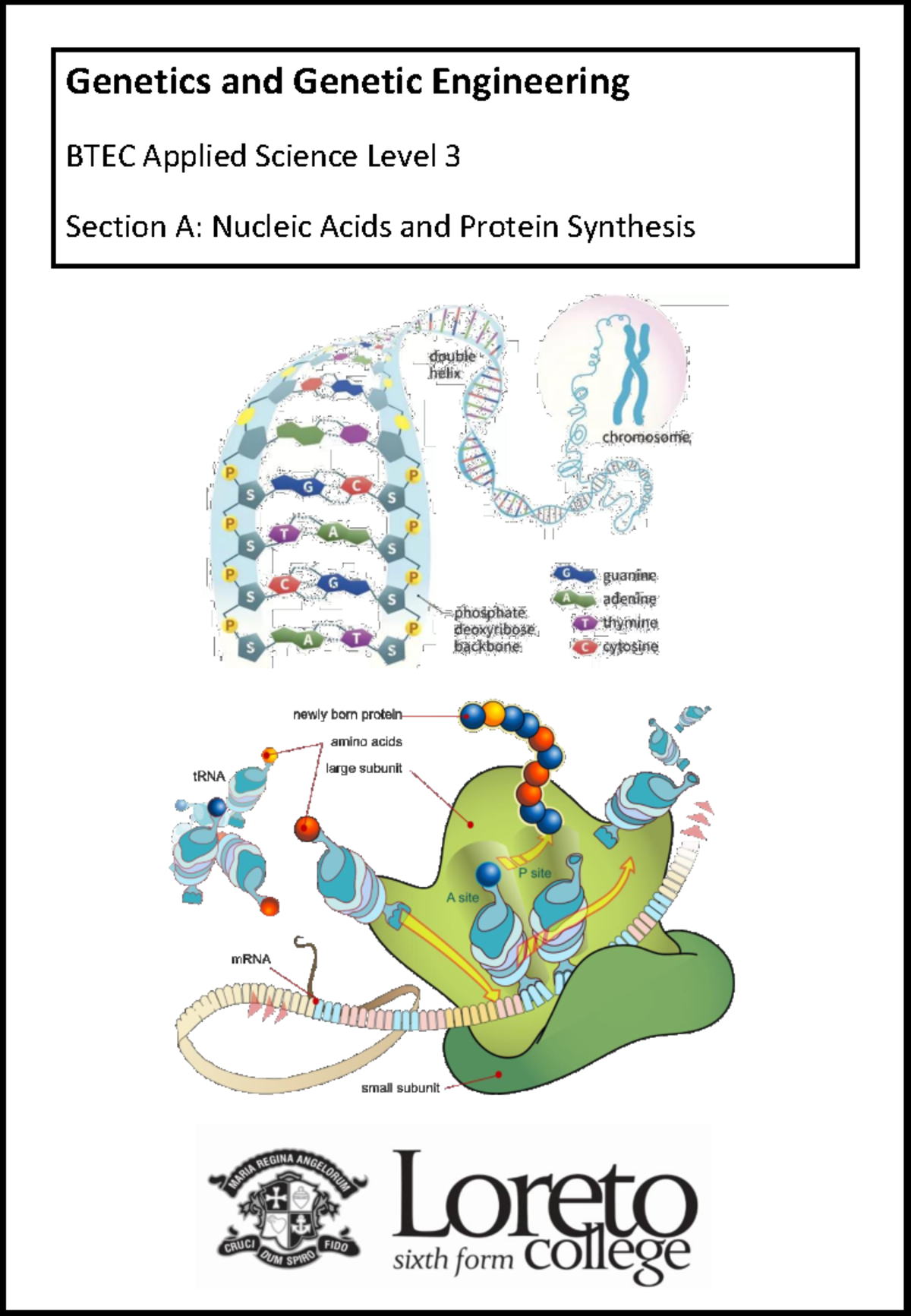 11(A) Protein Synthesis Student Booklet - Genetics and Genetic ...