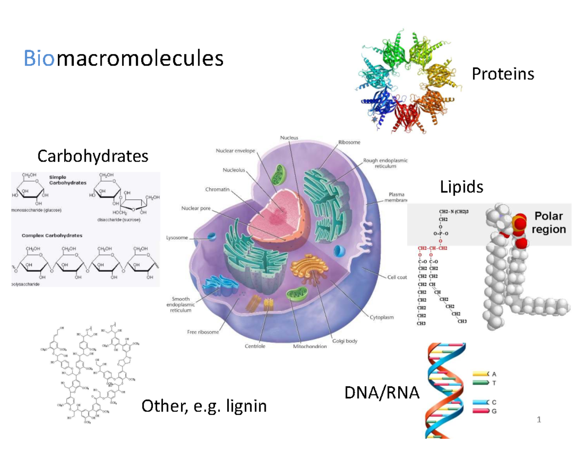 Chapter 1: Biomolecules Overview (231013) - Studocu