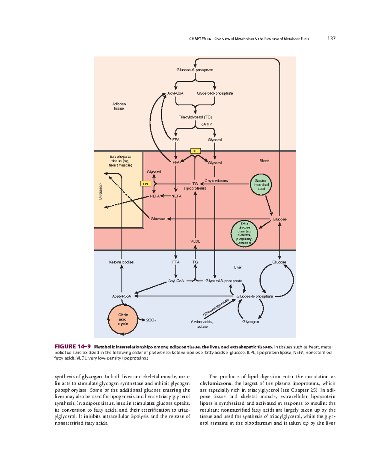 Biochemistry-2-50 - N/A - CHAPTER 14 Overview of Metabolism & the ...