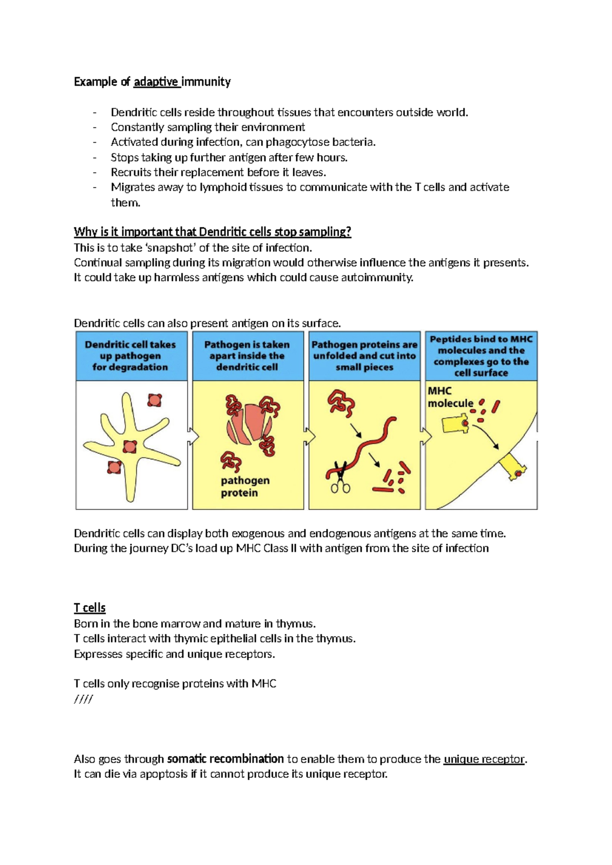 T Lympocytes - Lecture about T lymphocytes - Example of adaptive ...