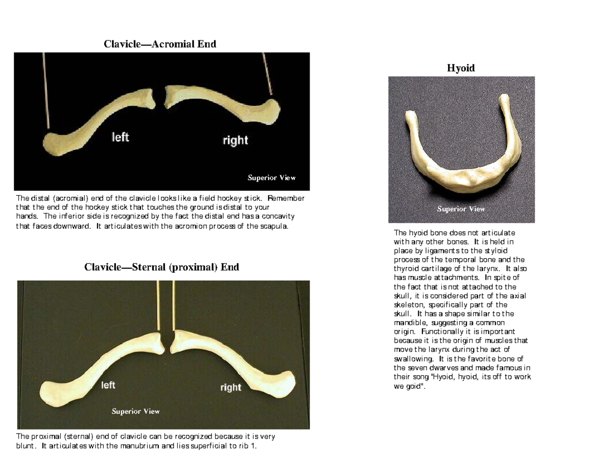 Bones of the Thoracic Region: Clavicle, Hyoid, Ribs, and Vertebrae ...