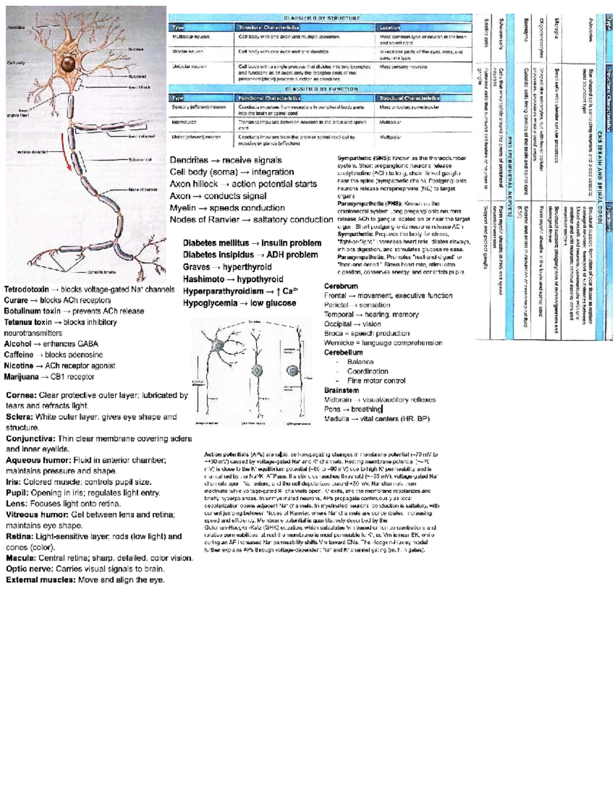 Anatomy Notes Cheat Sheet for Scioly: Neuron Structures & Functions ...