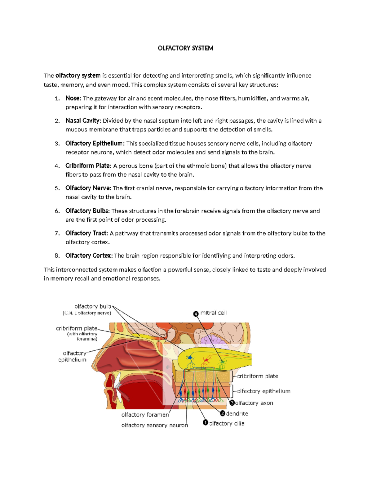 OLFACTORY SYSTEM - Comprehensive Notes on Smell Detection - Studocu