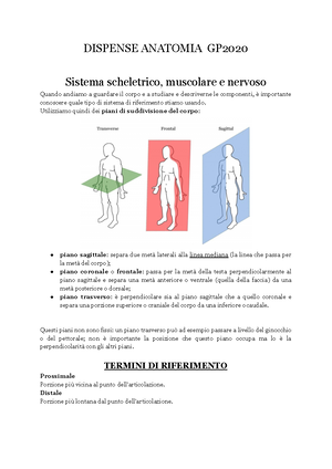 Organi cavi e pieni - ORGANI A livello di organizzazione superiore ...