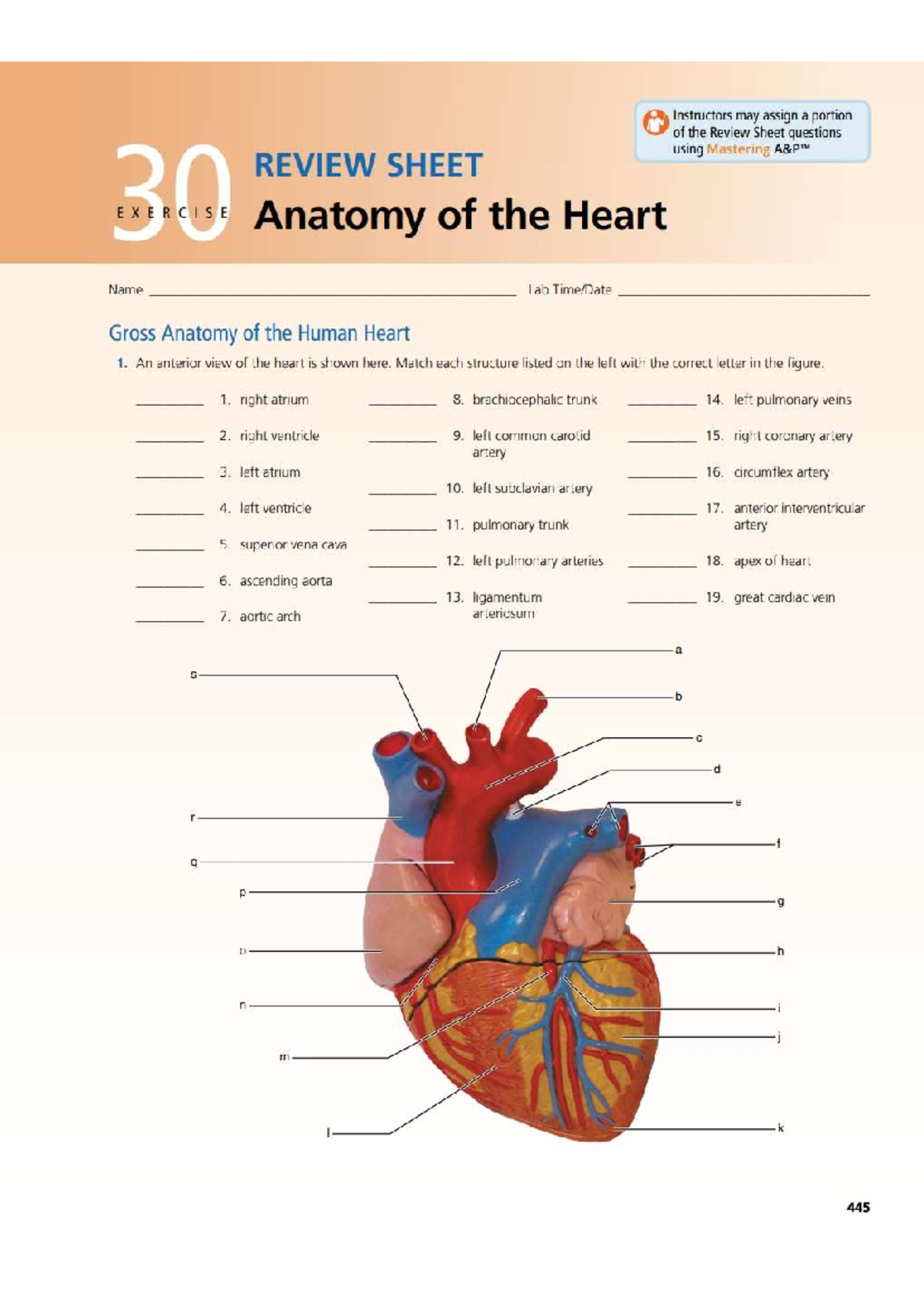 Chapter 30 Review Sheet: Gross Anatomy of the Human Heart - Studocu