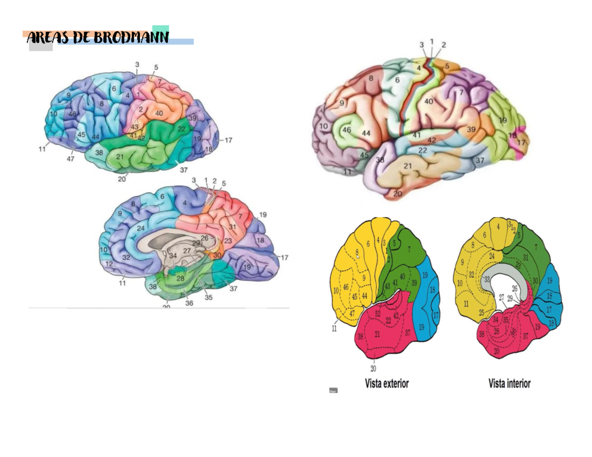 Areas-DE- Brodmann - AREAS DE BRODMANN LÓBULO FRONTAL AREA 4 Giro ...