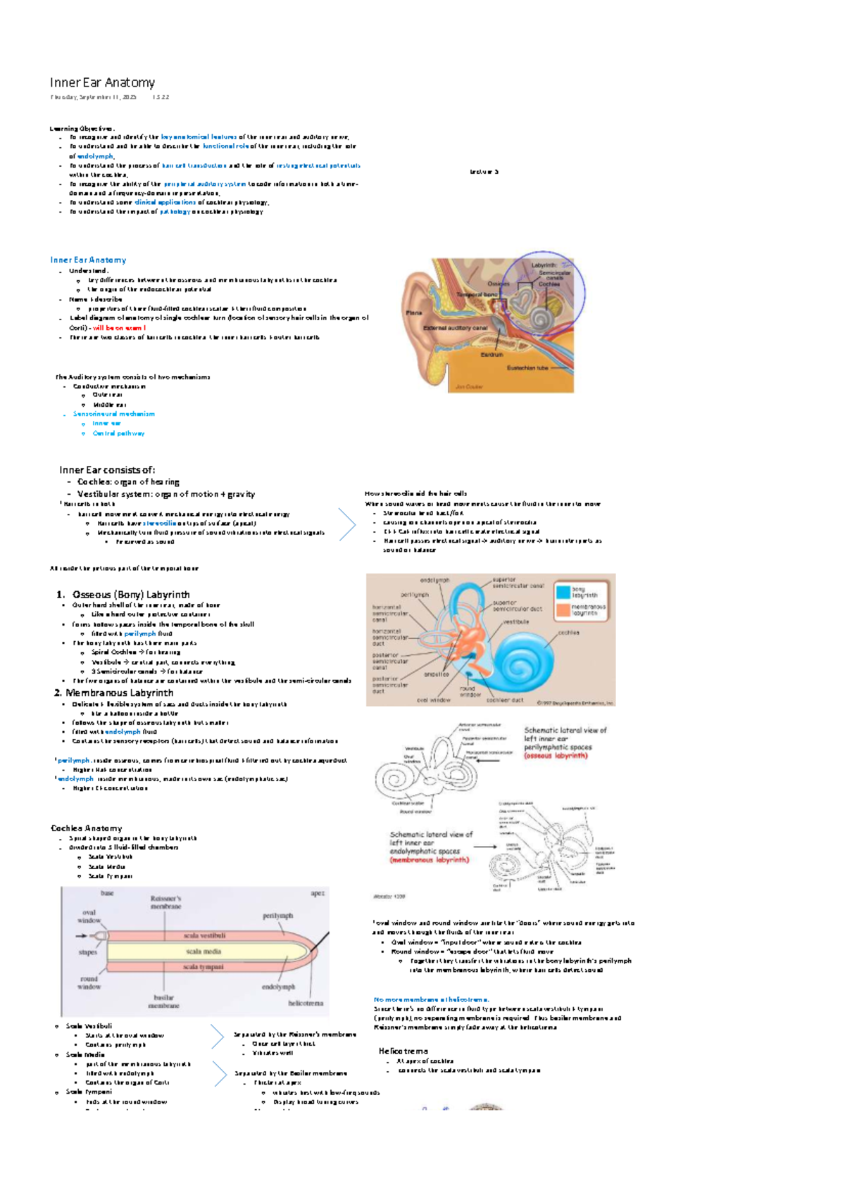 Inner Ear Anatomy Lecture 5: Key Features & Functions - Studocu