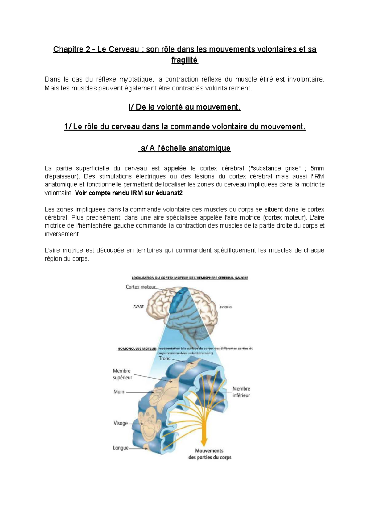 Fiche de SVT - Chapitre 2 : Le Cerveau et la Motricité Volontaire - Studocu
