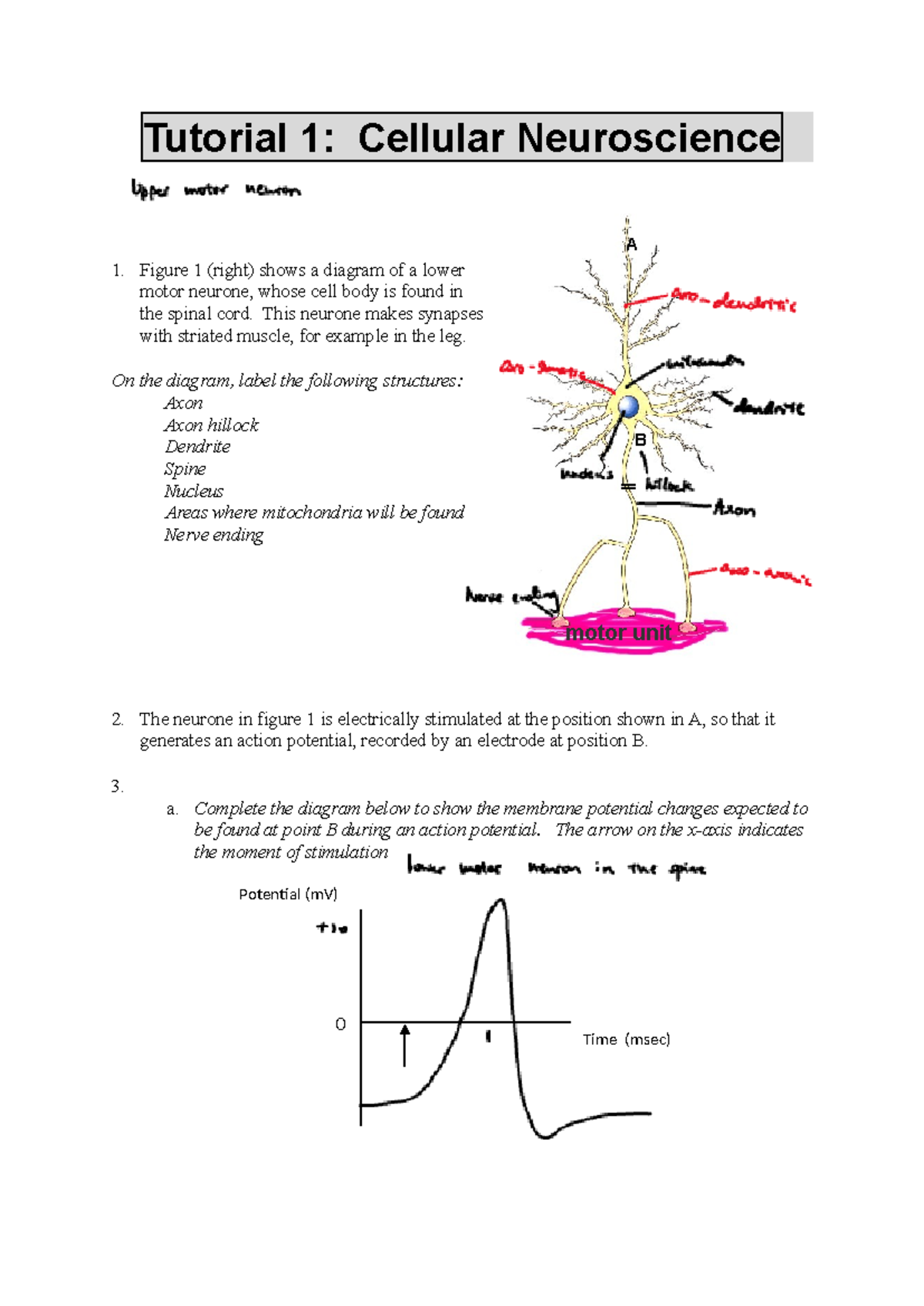 2081 Tutorial 1 Cellular Neuroscience 副本 - Tutorial 1: Cellular ...