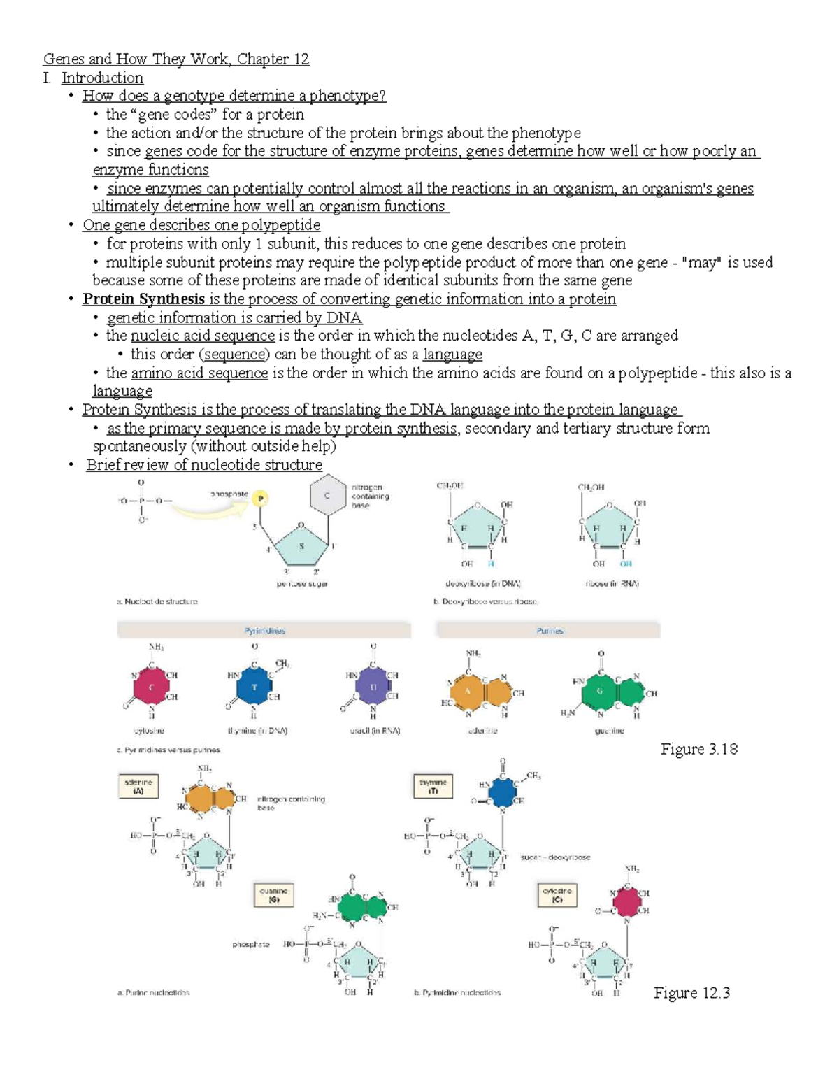 Protein Synthesis Overview - Chapter 12 (BIO 101 Lecture Notes) - Studocu