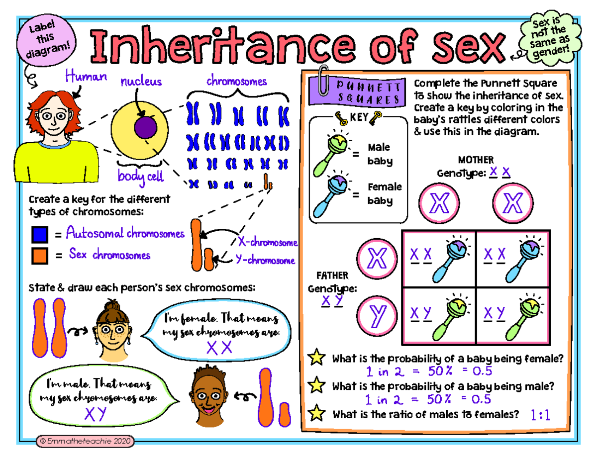 06 Sex-linked Traits - Punnett Square Analysis and Key - Studocu