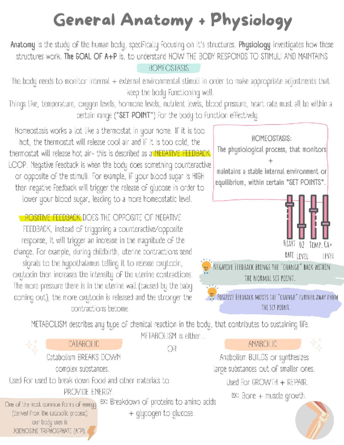 A&P Study Guide: Anatomy & Physiology Overview and Key Concepts - Studocu