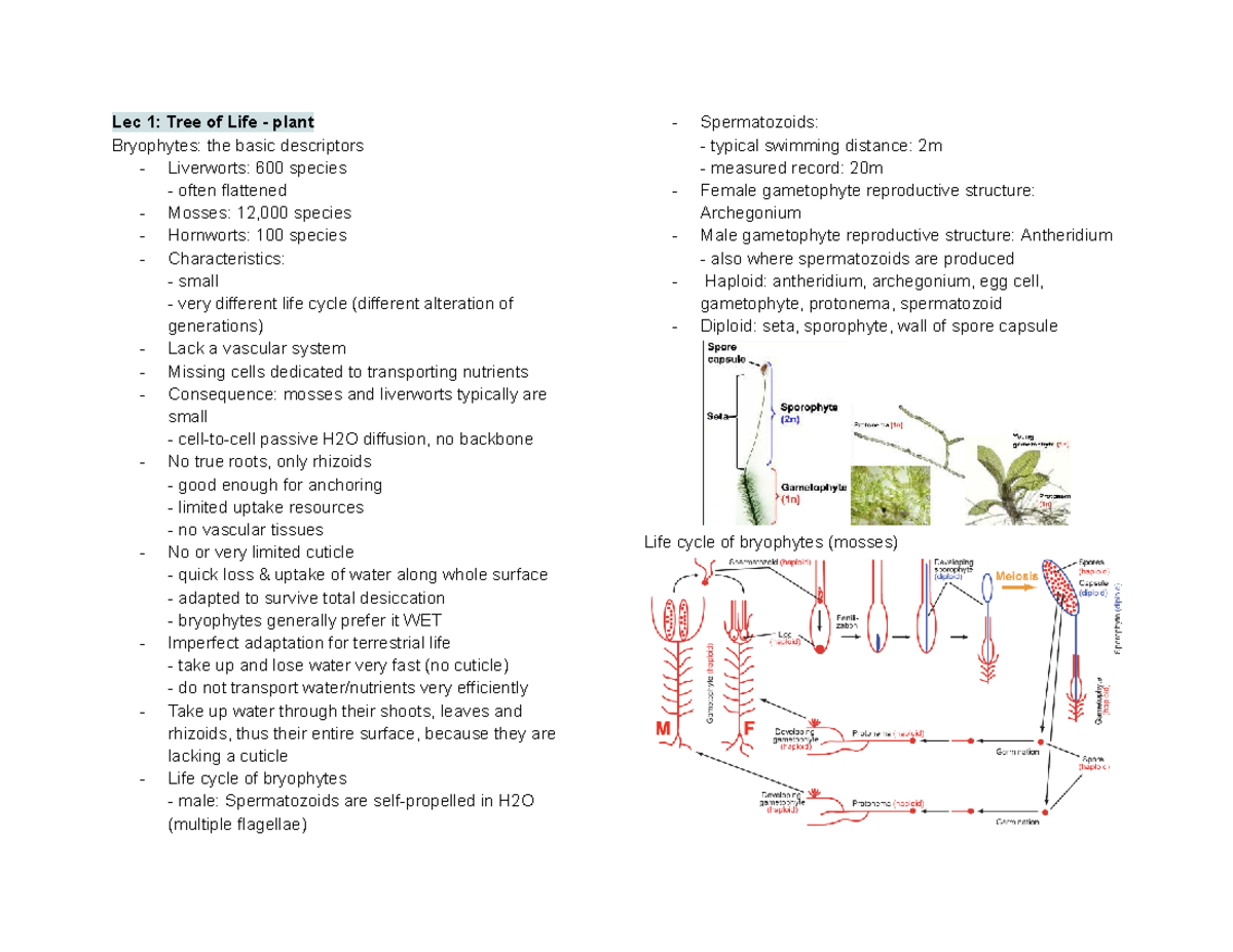 BIOA02 Lec 1-4: Tree of Life - Bryophytes to Plant Tissues Notes - Studocu