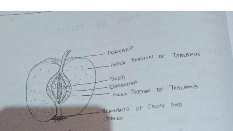CG ET1097 Botany First Paper: Floral Structures and Pericarp Analysis ...