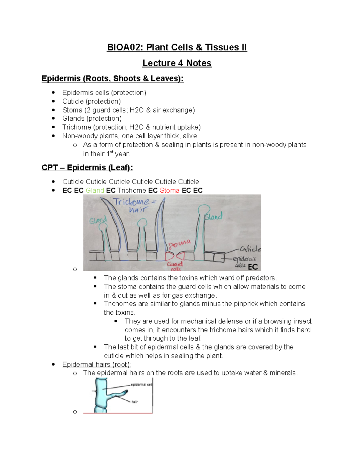 BIOA02 Lecture 4 Notes: Plant Cells & Tissues II Overview - Studocu
