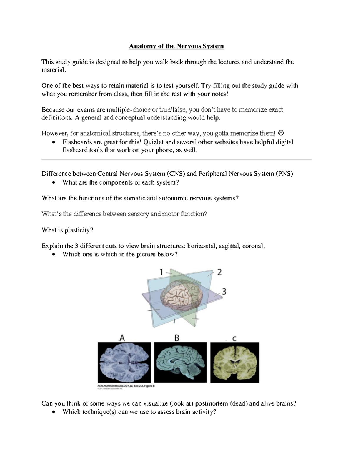 Anatomy of the Nervous System: Lecture Study Guide - Studocu