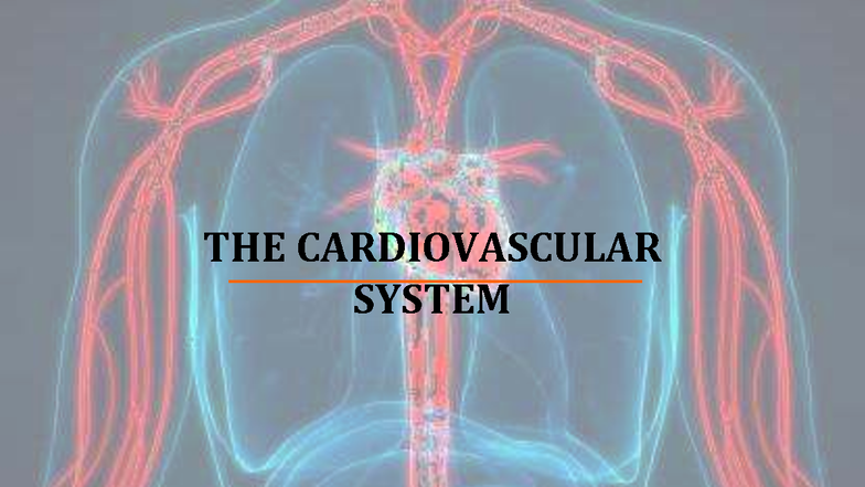 BIO 101: The Cardiovascular System Overview and Functions - Studocu