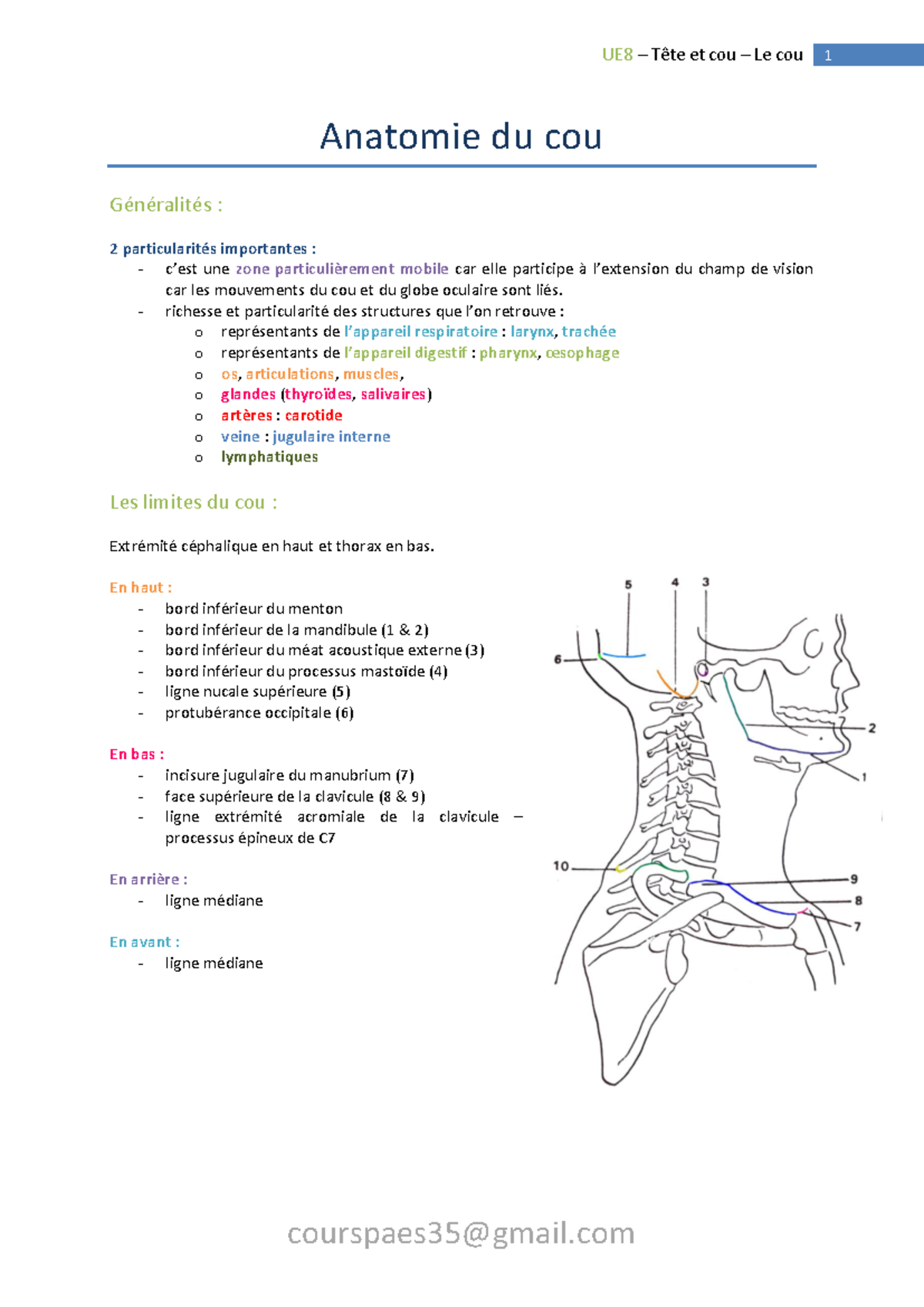 Anatomie du cou : Structures, Muscles et Fonctions essentielles - Studocu