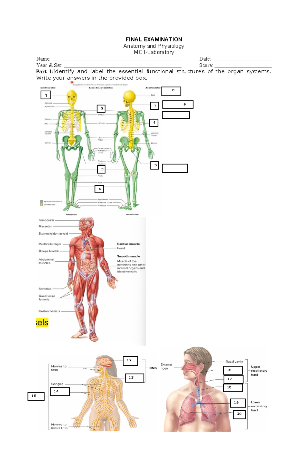 anatomy and physiology - FINAL EXAMINATION Anatomy and Physiology MC1 ...