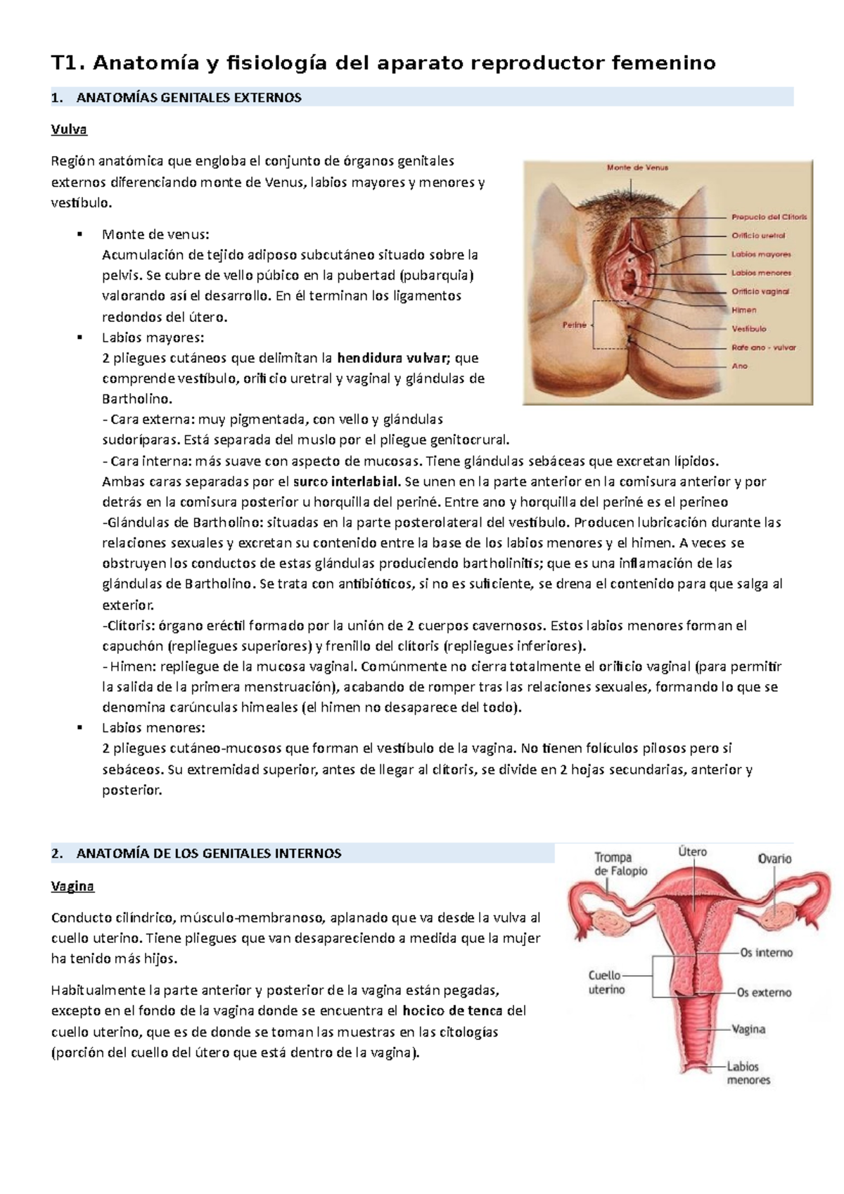 Anatomia Y Fisiologia Del Aparato Reproductor Femenino Anatomía Y