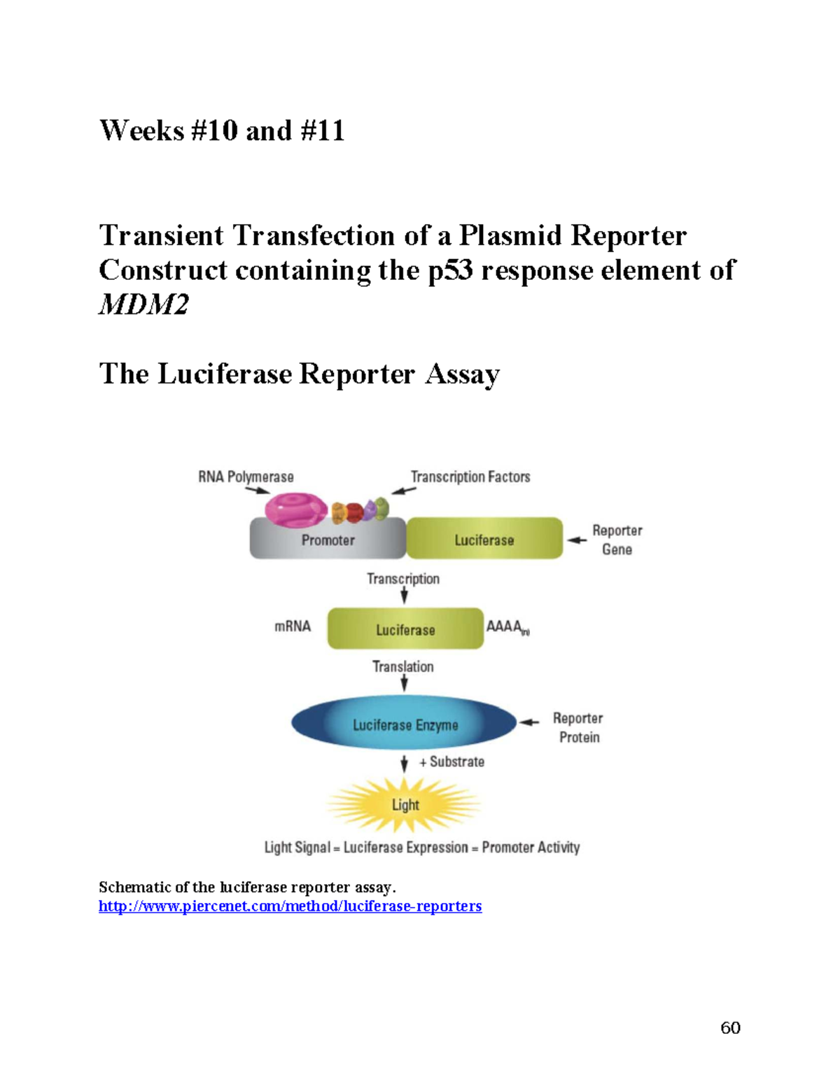 Lab Manual Wk 10-11: Transient Transfection & Luciferase Assay - Studocu