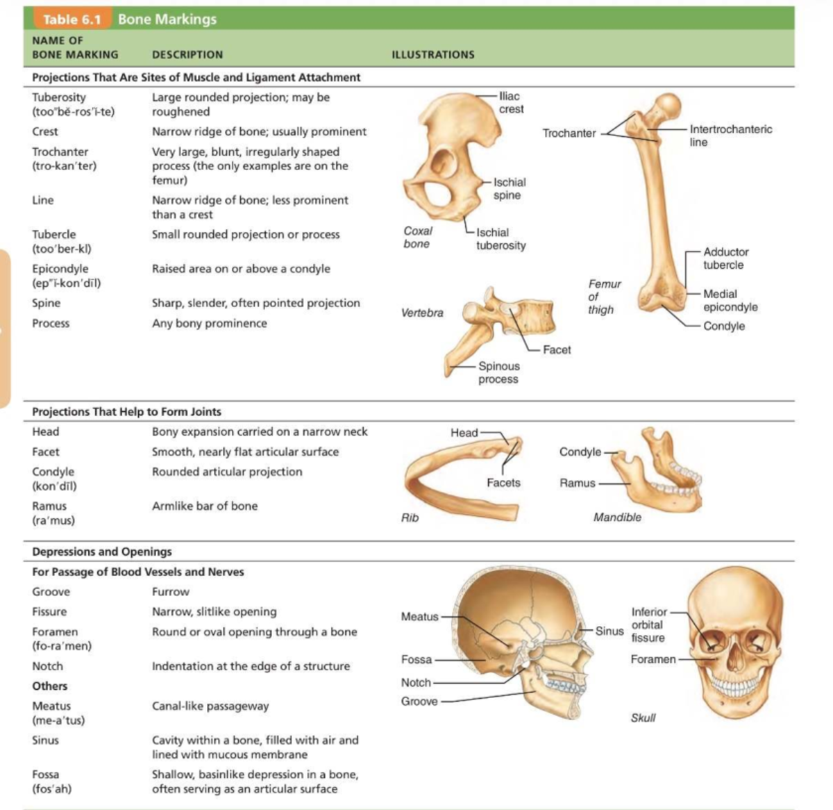 Anatomy Study: Bone Markings and Their Descriptions - Studocu
