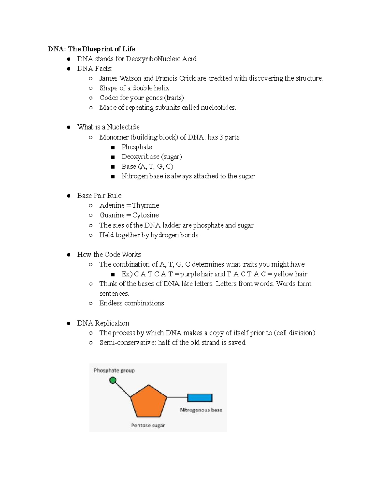 DNA Structure, Function, & Replication Summary (Biology 101) - Studocu