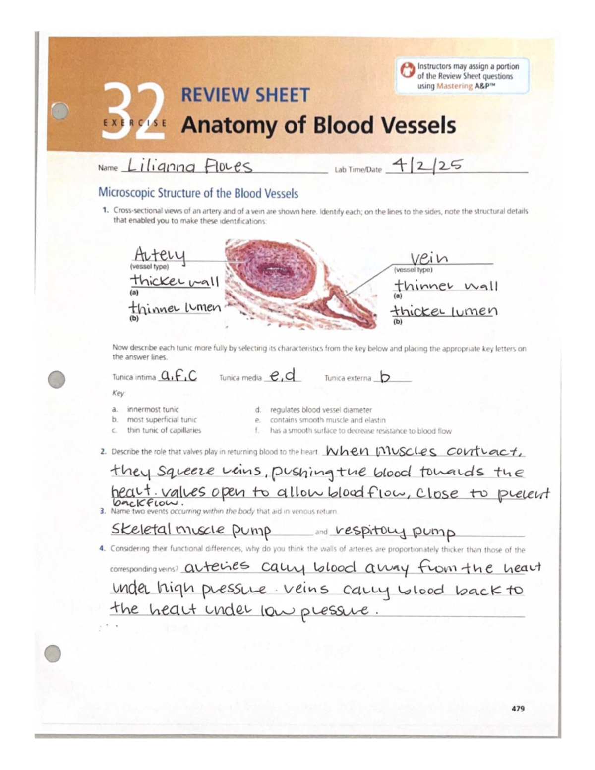 Lab 32: Review Sheet on Anatomy of Blood Vessels and Circulation - Studocu