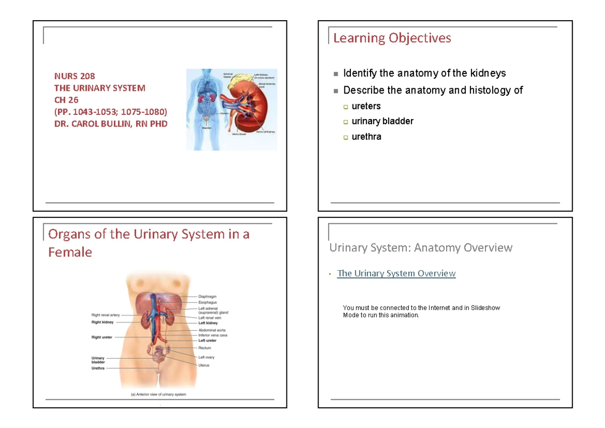 Max's Maximum A Case Study on the Urinary Systems - Urinary System Case ...