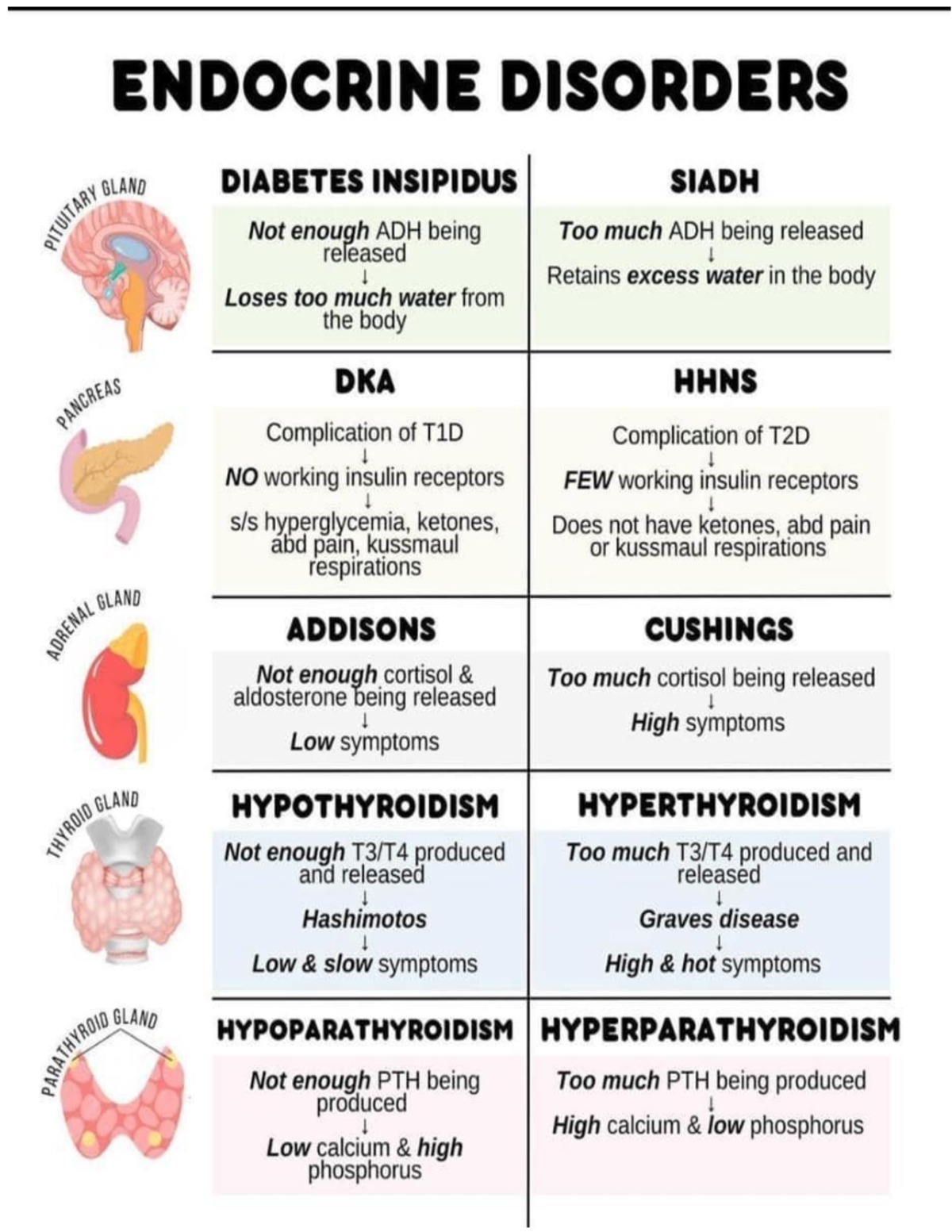 Endocrine Disorders - notes - ENDOCRINE DISORDERS GLAND DIABETES ...