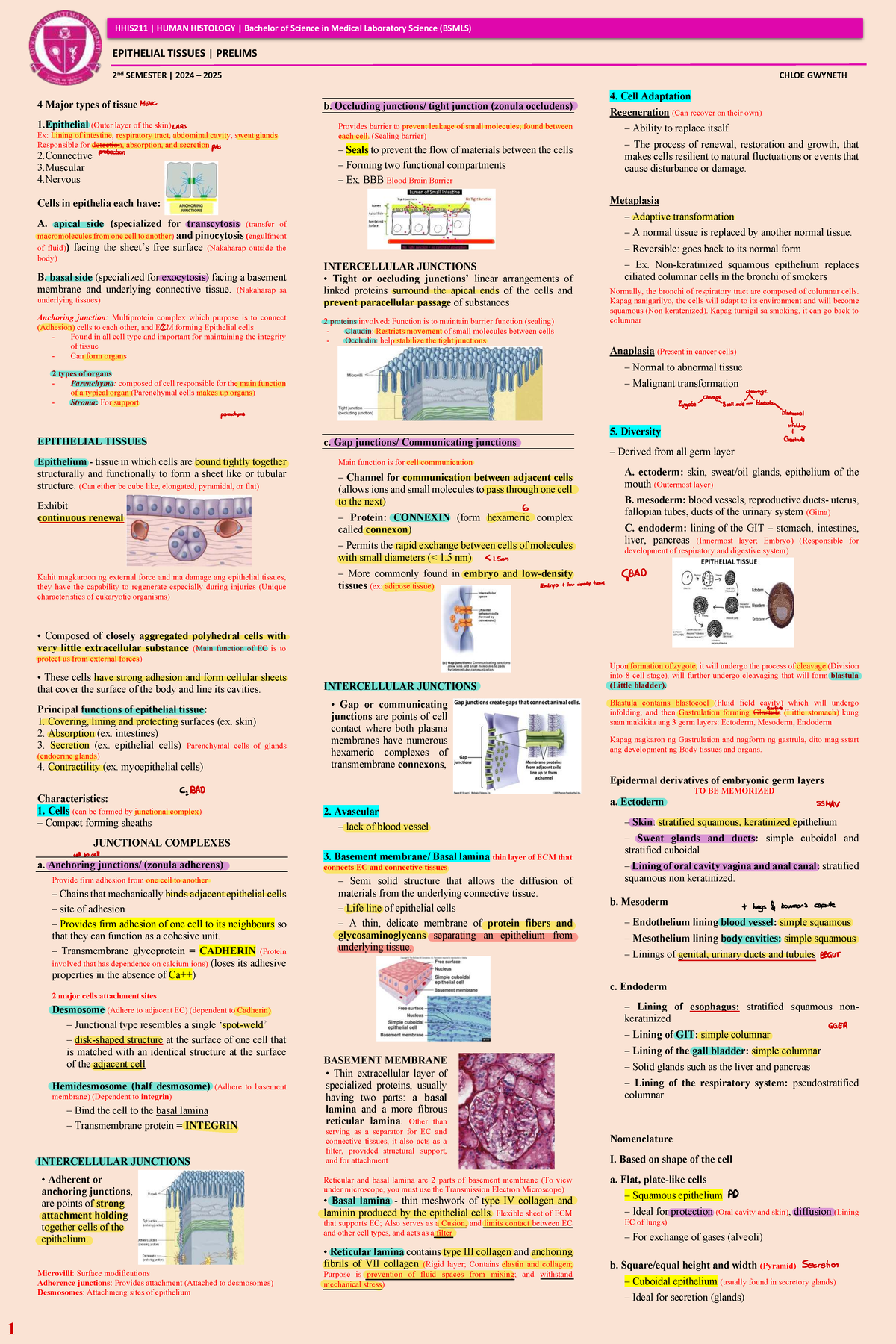HHIS211 HUMAN HISTOLOGY: Epithelial Tissues Lecture & Lab Notes - Studocu