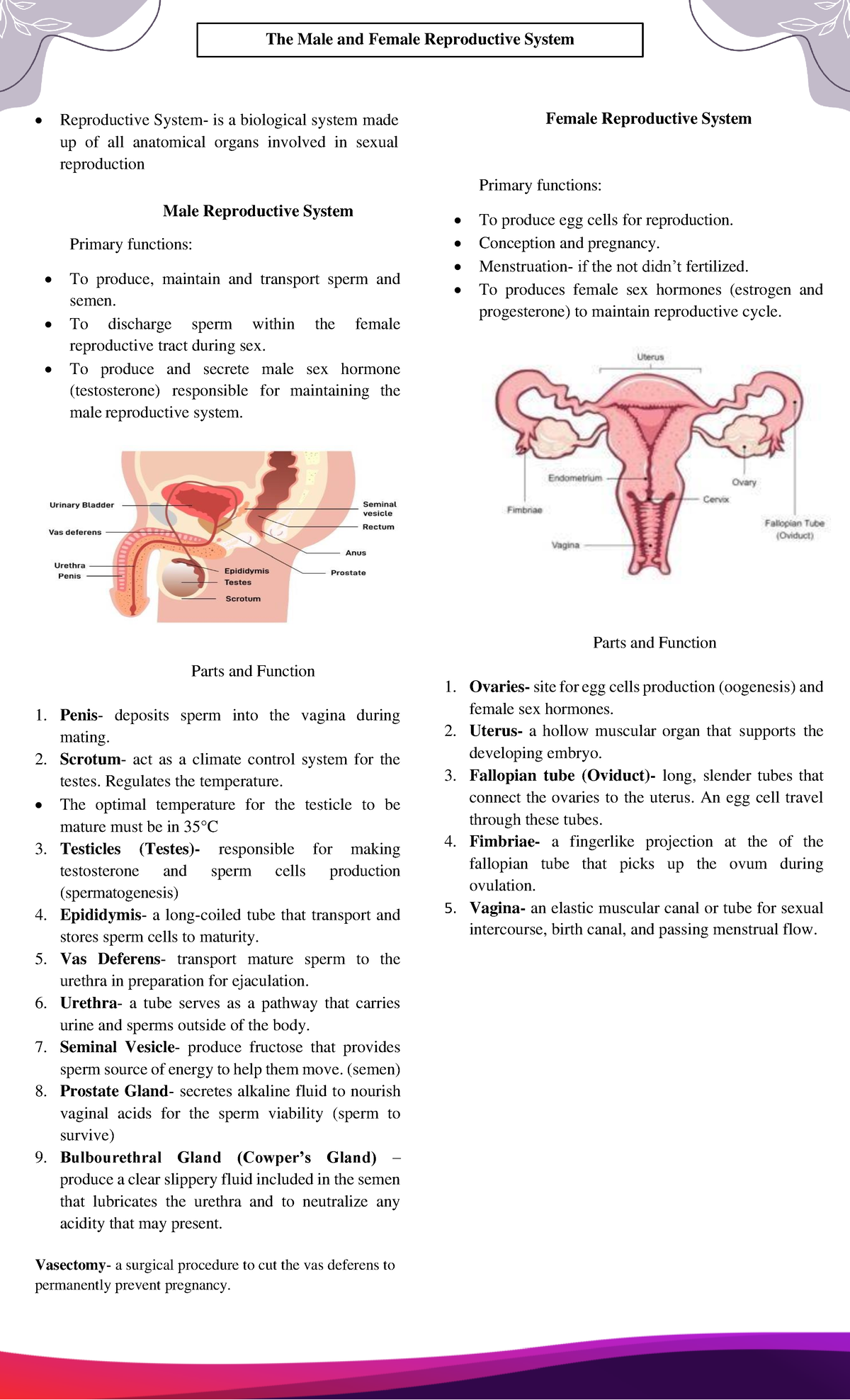 Reproductive System Overview: Male and Female Anatomy Exam Review - Studocu