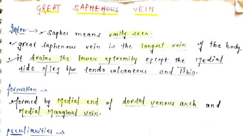 GREAT SAPHENOUS VEIN & ANATOMY NOTES (ANAT 125) - Studocu