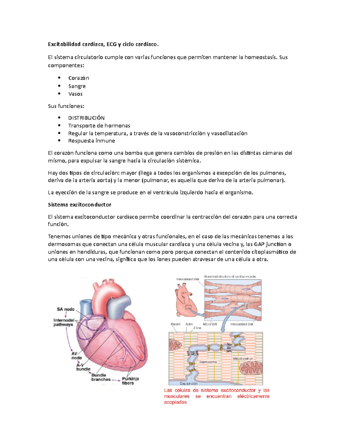 ECG y Ciclo Cardíaco: Fundamentos de la Excitabilidad Cardíaca - Studocu