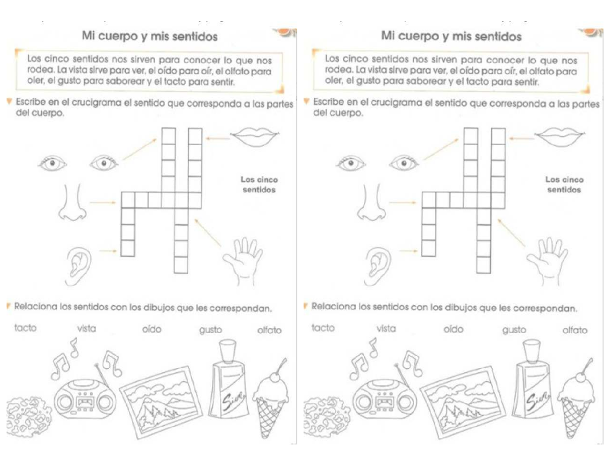 Actividades sobre los cinco sentidos y el cuerpo - Studocu