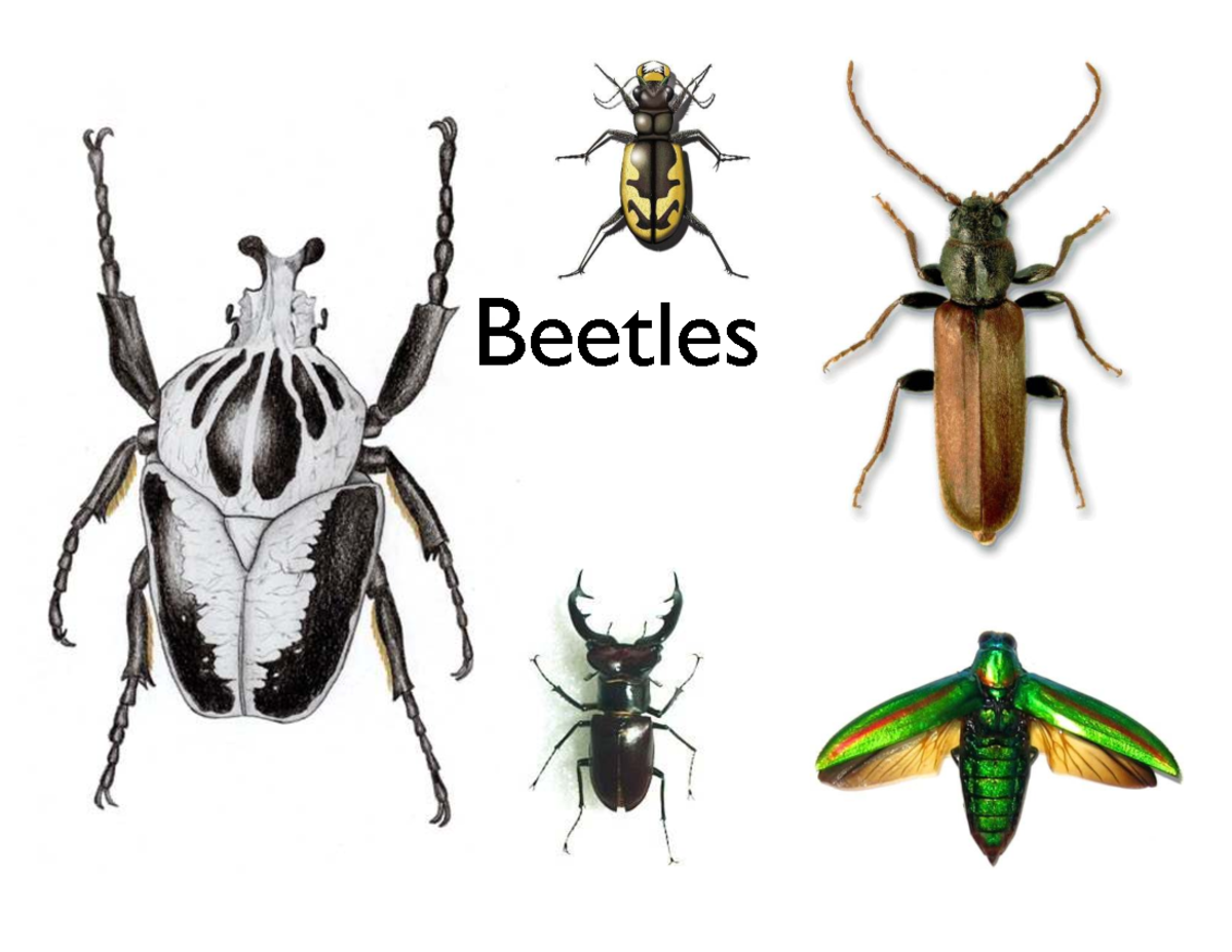 Lecture 18: Overview of Beetles and Their Ecological Roles (Essential ...