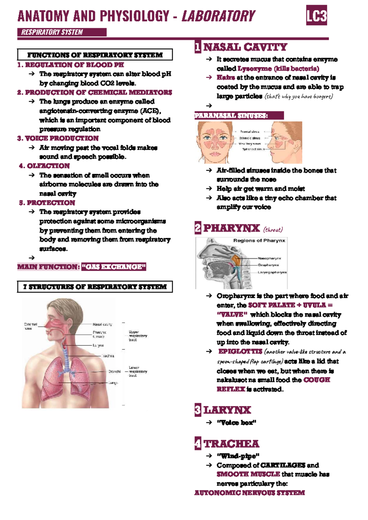 Respiratory System - Transes - ANATOMY AND PHYSIOLOGY - LABORATORY LC ...
