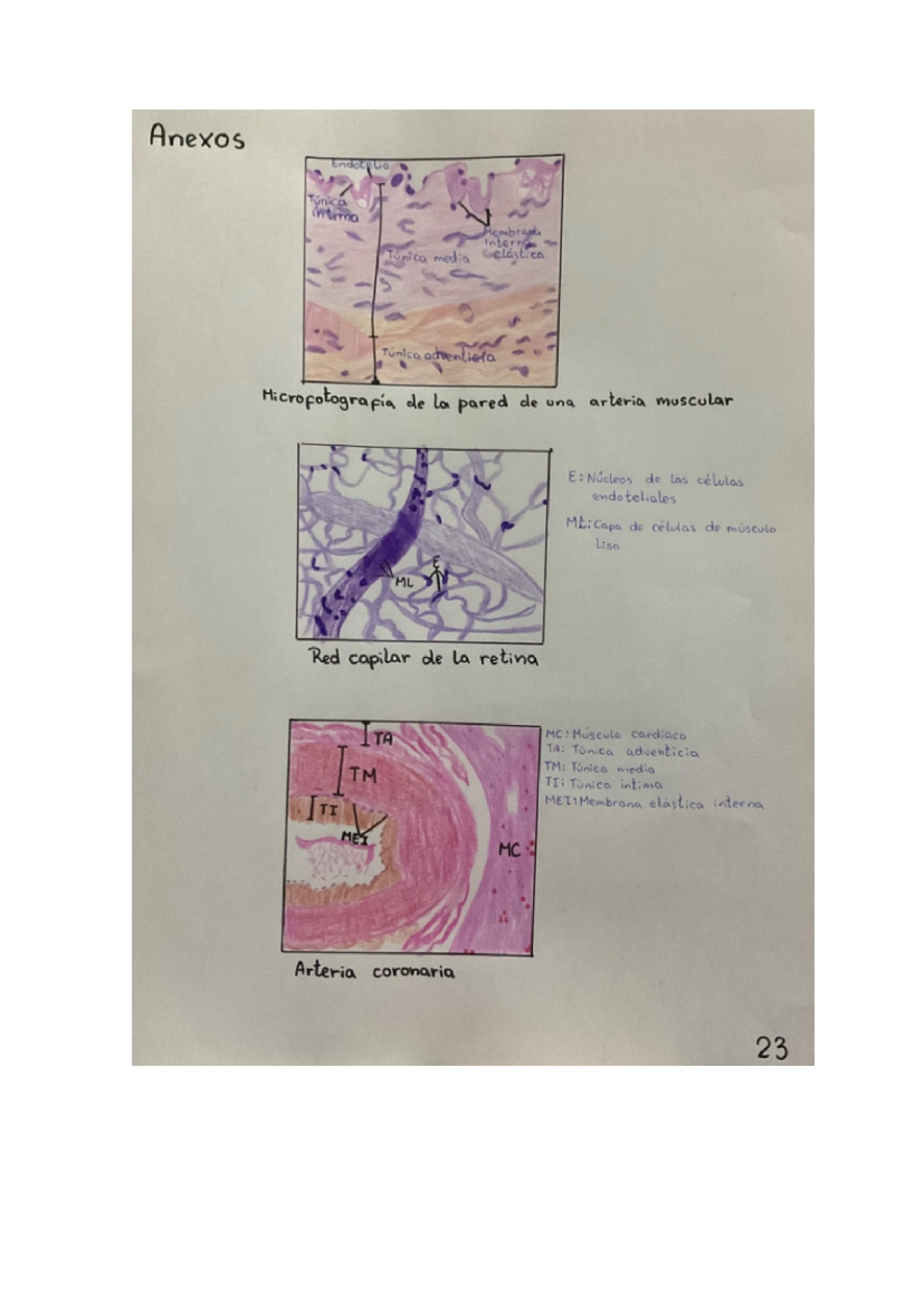 Histologia del sistema cardiaco - Histología - Anexos Endot Lio Tunica ...