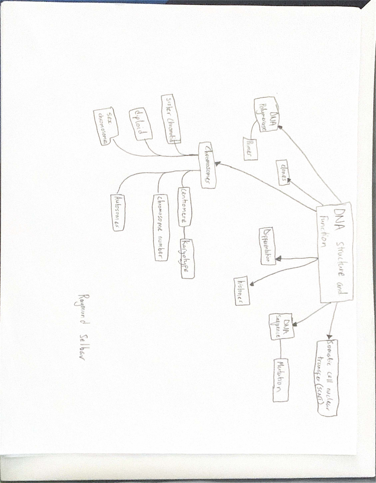 Concept Map 4 - bio102 - DNA structure and Function Somatic cell ...
