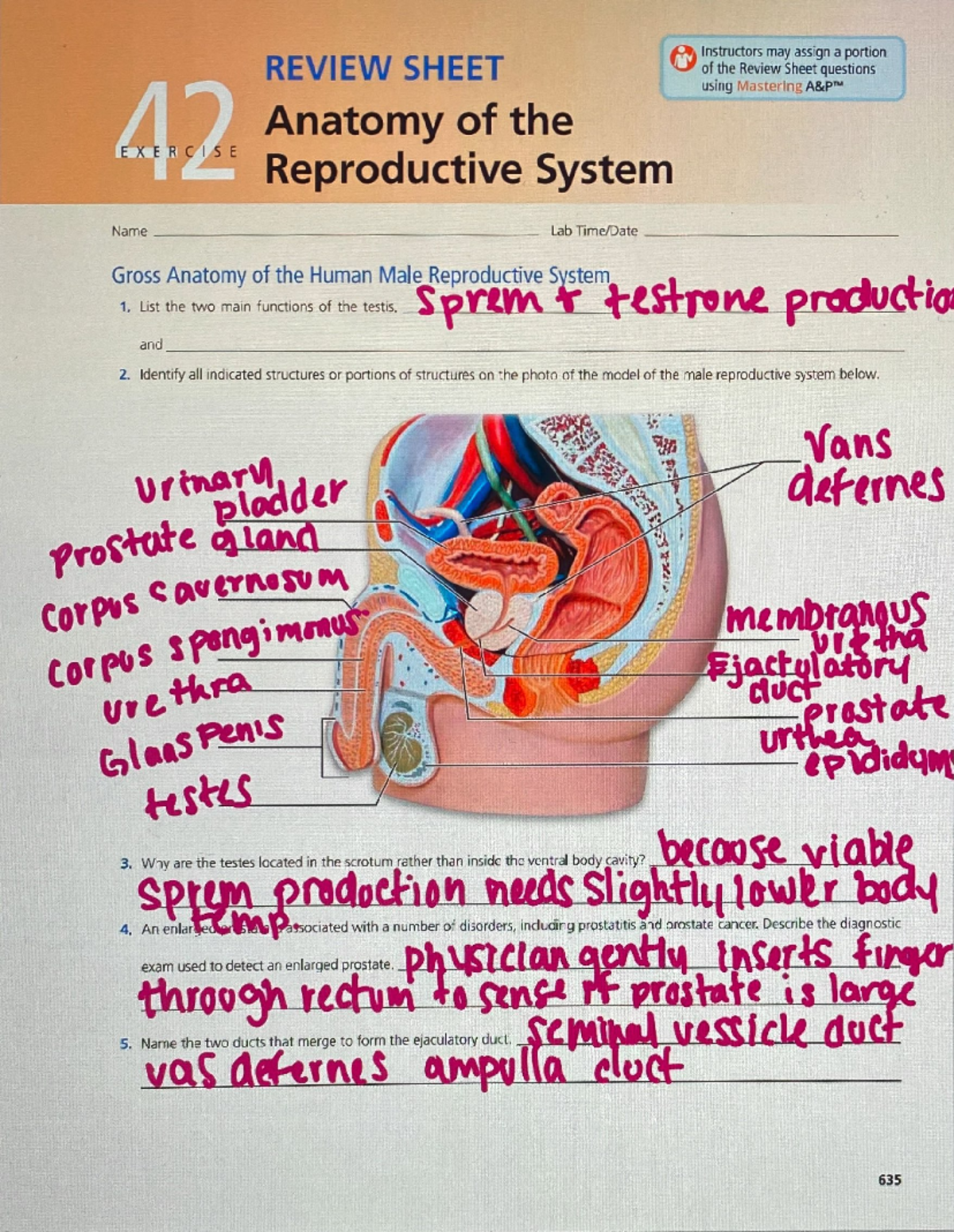 Anatomy Review Sheet 42-43: Human Male & Female Reproductive Systems ...