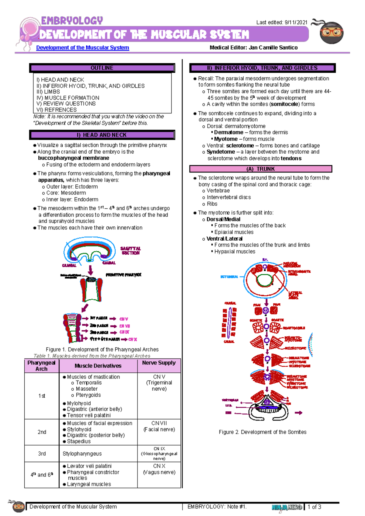 DEVELOPMENT OF THE MUSCULAR SYSTEM (EMBRYOLOGY) - Studocu