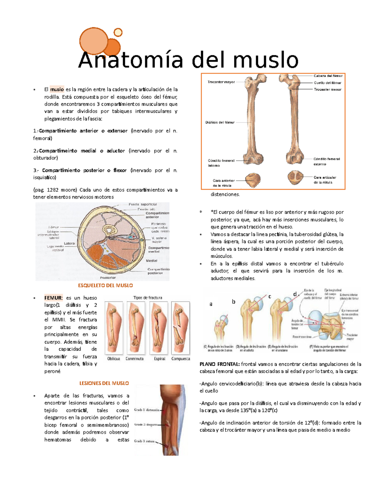 C2 Anatomía del Muslo: Estructuras, Músculos y Funciones - Studocu