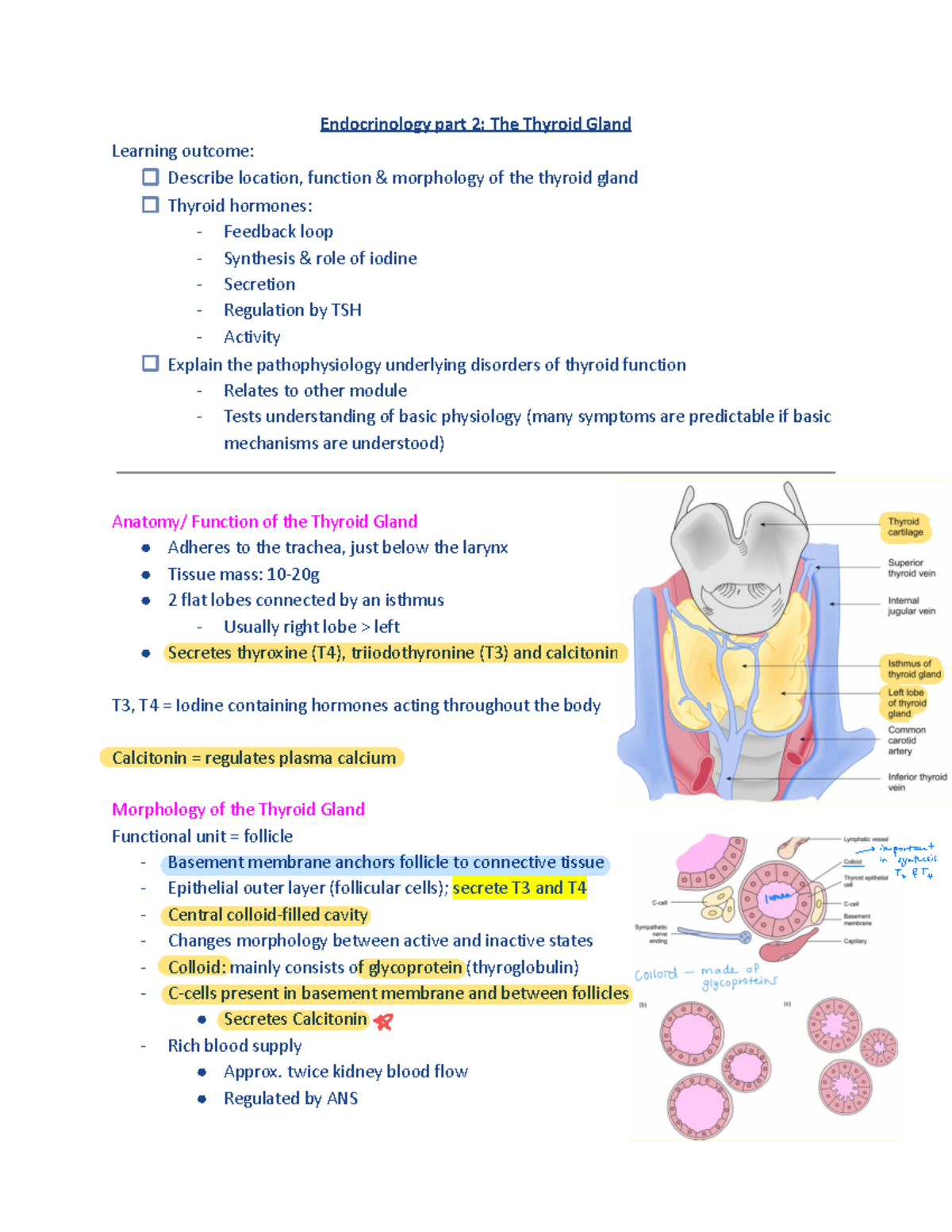 Physio W1: Thyroid Gland Structure, Function & Disorders Summary - Studocu