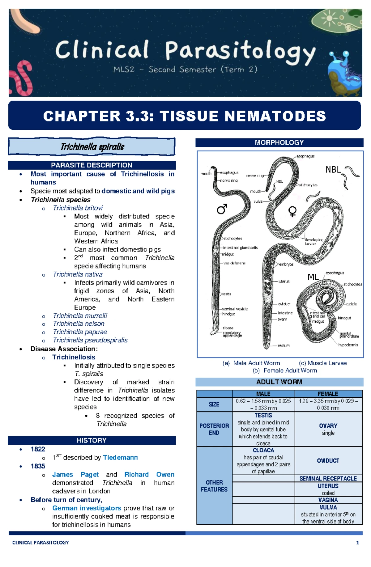Parasitology Notes: Chapter 3.2 - Nematodes & Strongyloides stercoralis ...