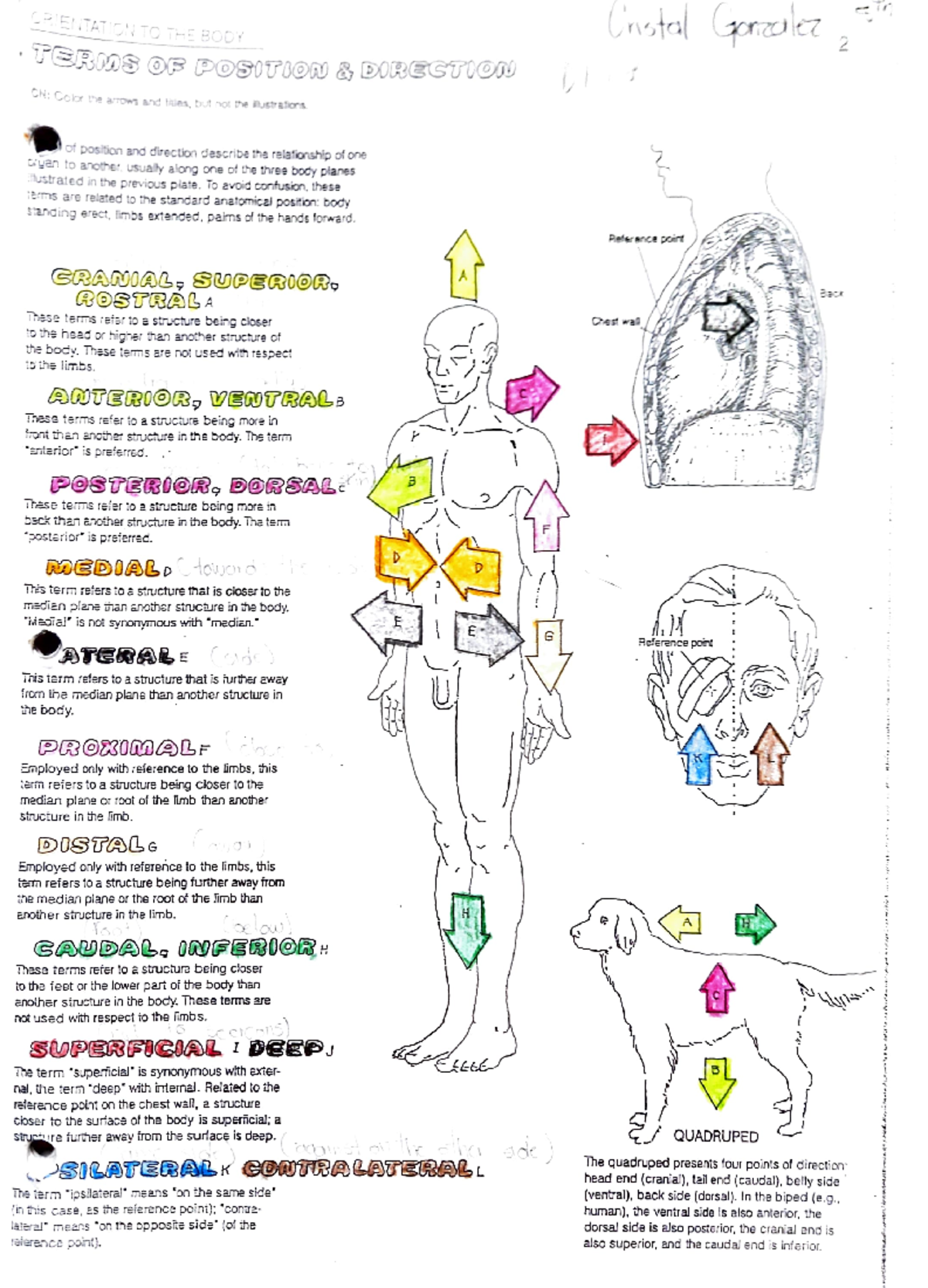 Biology 11: Anatomical Position and Direction Terms Guide - Studocu