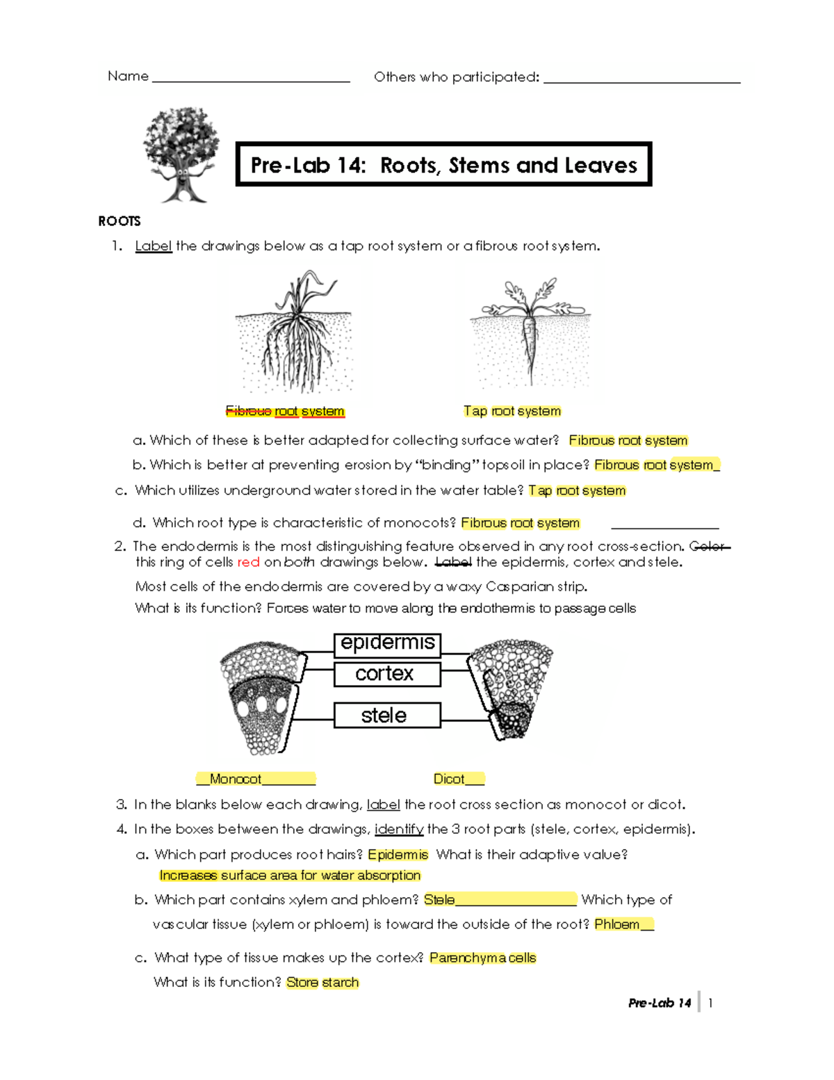 Prelab 14: Detailed Study of Roots, Stems, and Leaves - Studocu