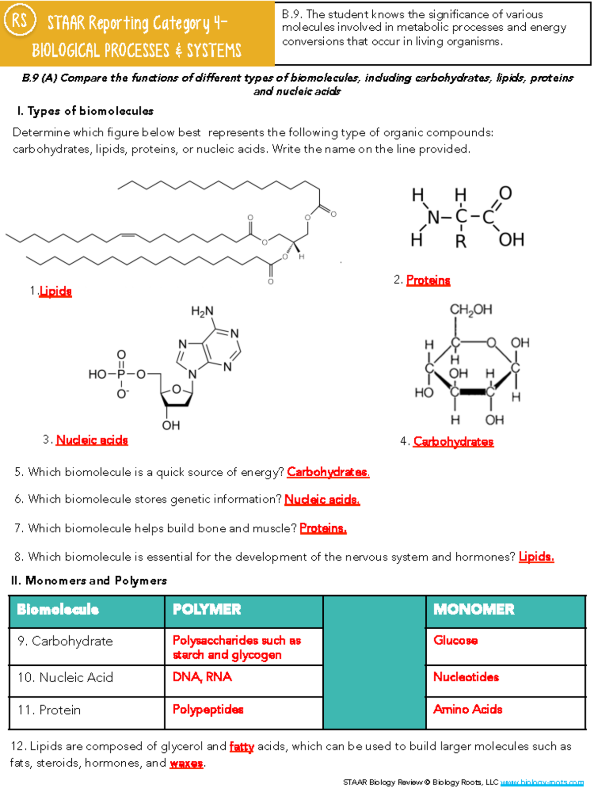 STAAR Biology Review: Key Concepts in Biomolecules & Biological ...