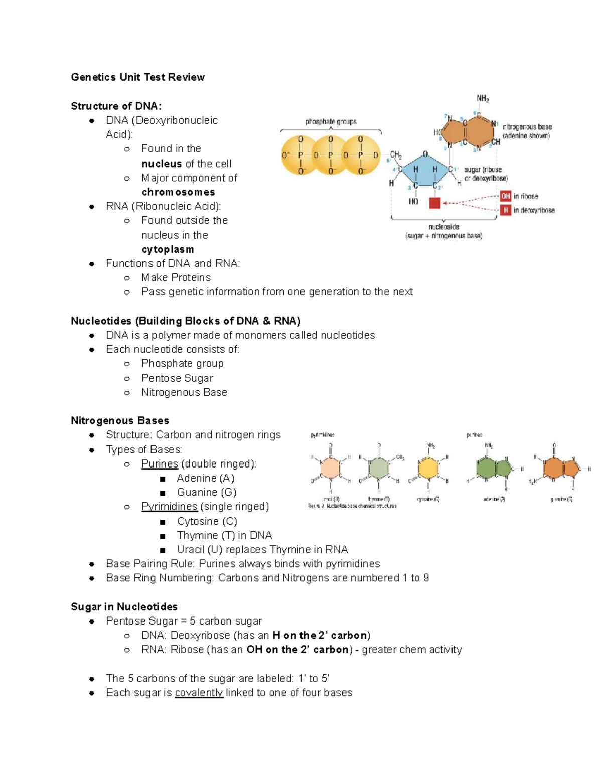 Genetics Unit Test Review: Structure and Function of DNA and RNA - Studocu